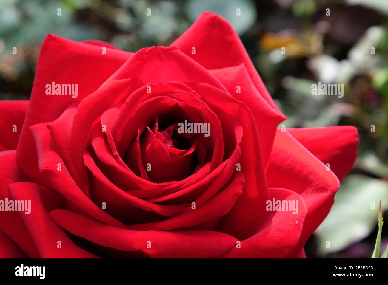 'Loving Memory' red rose in flower during the summer months Stock Photo ...