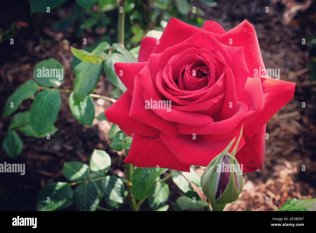 Rosa loving memory rose hi-res stock photography and images - Alamy