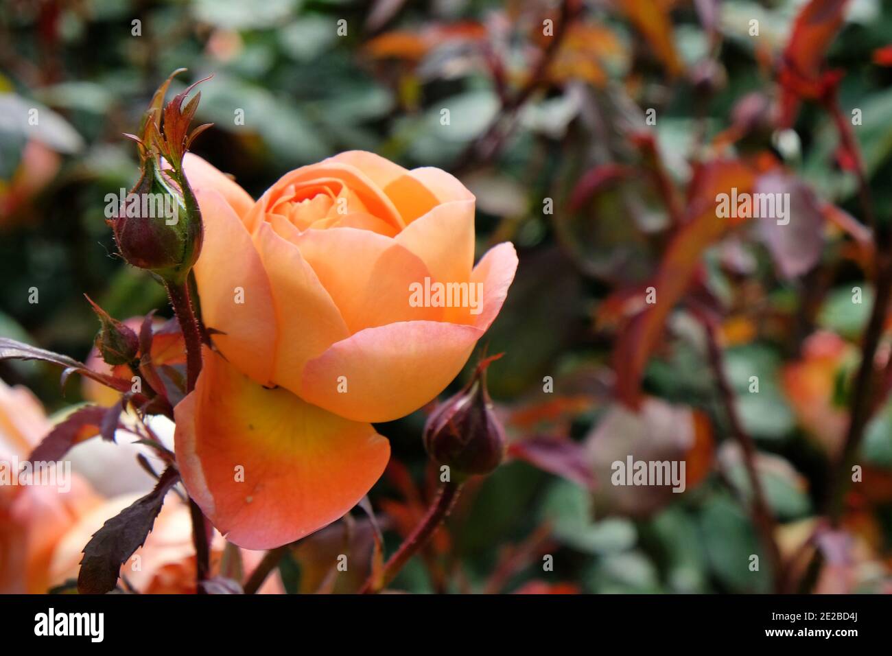 Lady with orange hi-res stock photography and images - Alamy