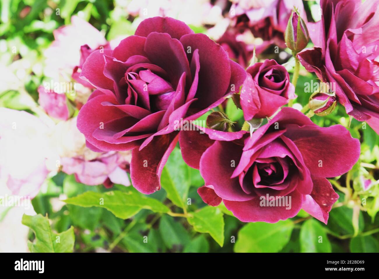 Rosa 'Burgendy Ice' purple rose in flower during the summer months ...