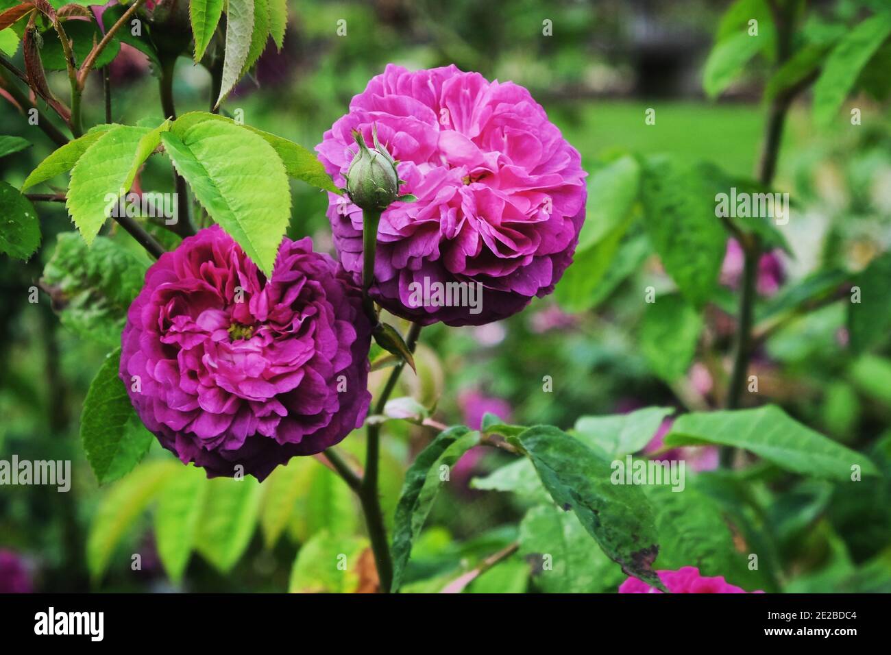 Violettes hi-res stock photography and images - Alamy