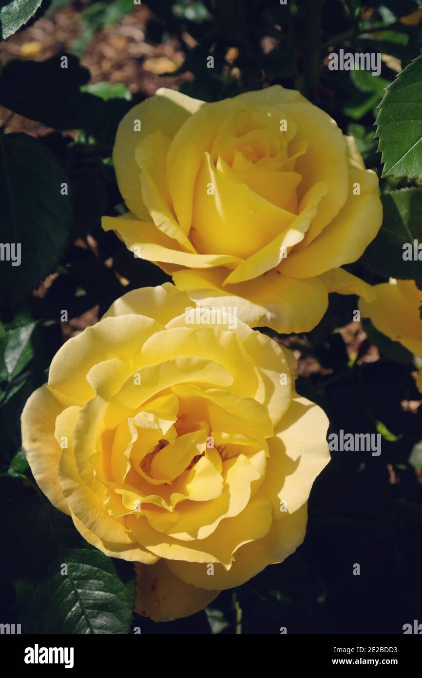 Glorious roses hi-res stock photography and images - Alamy
