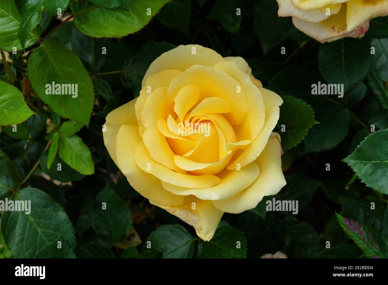 Rosa Glorious yellow rose in flower during the summer months Stock ...