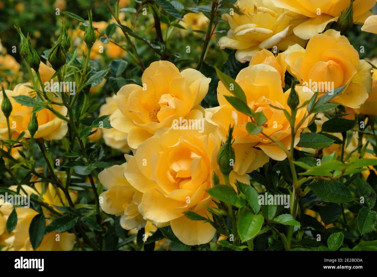 Gold spice rose hi-res stock photography and images - Alamy