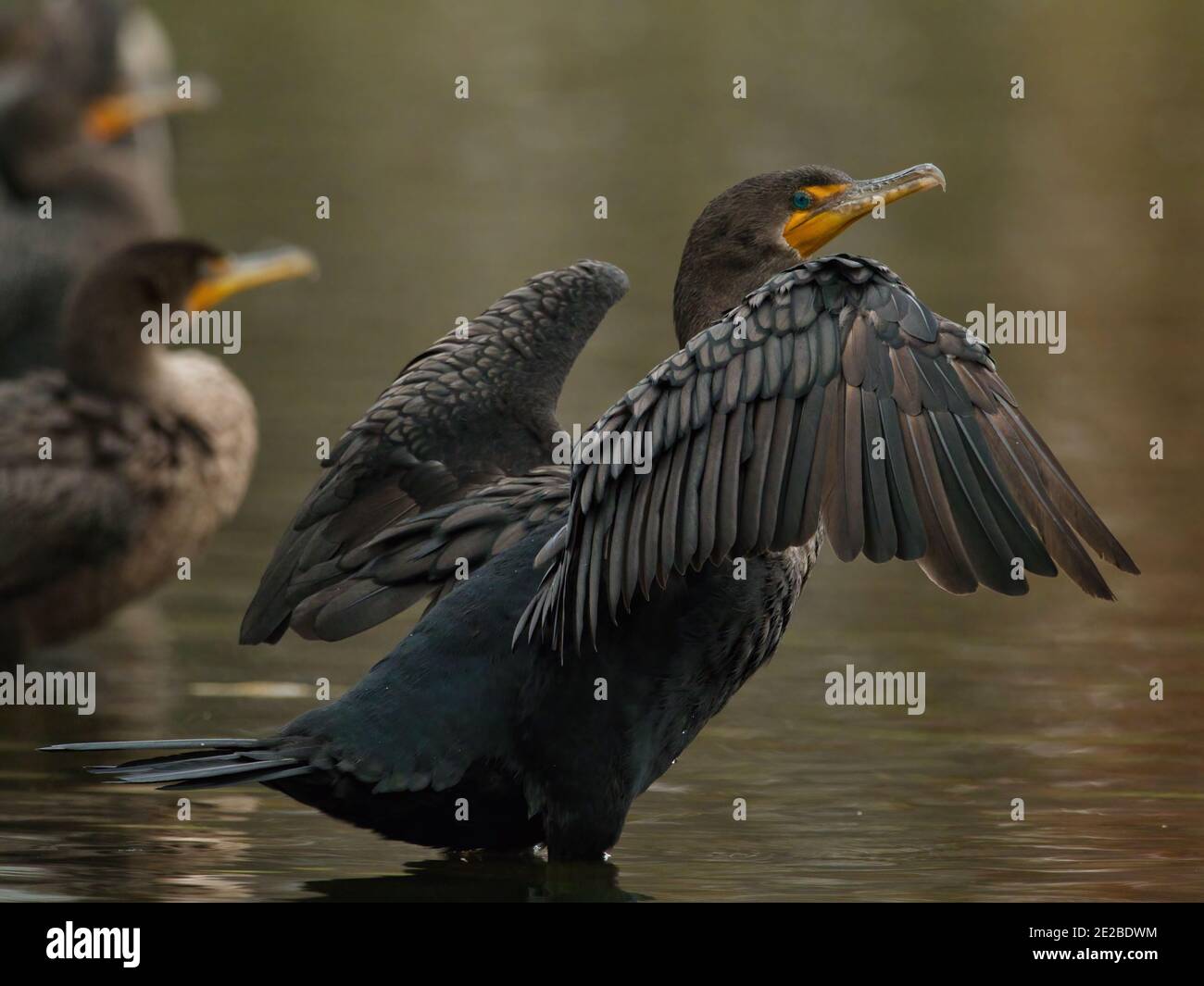Cormorant with open beak hi-res stock photography and images - Alamy