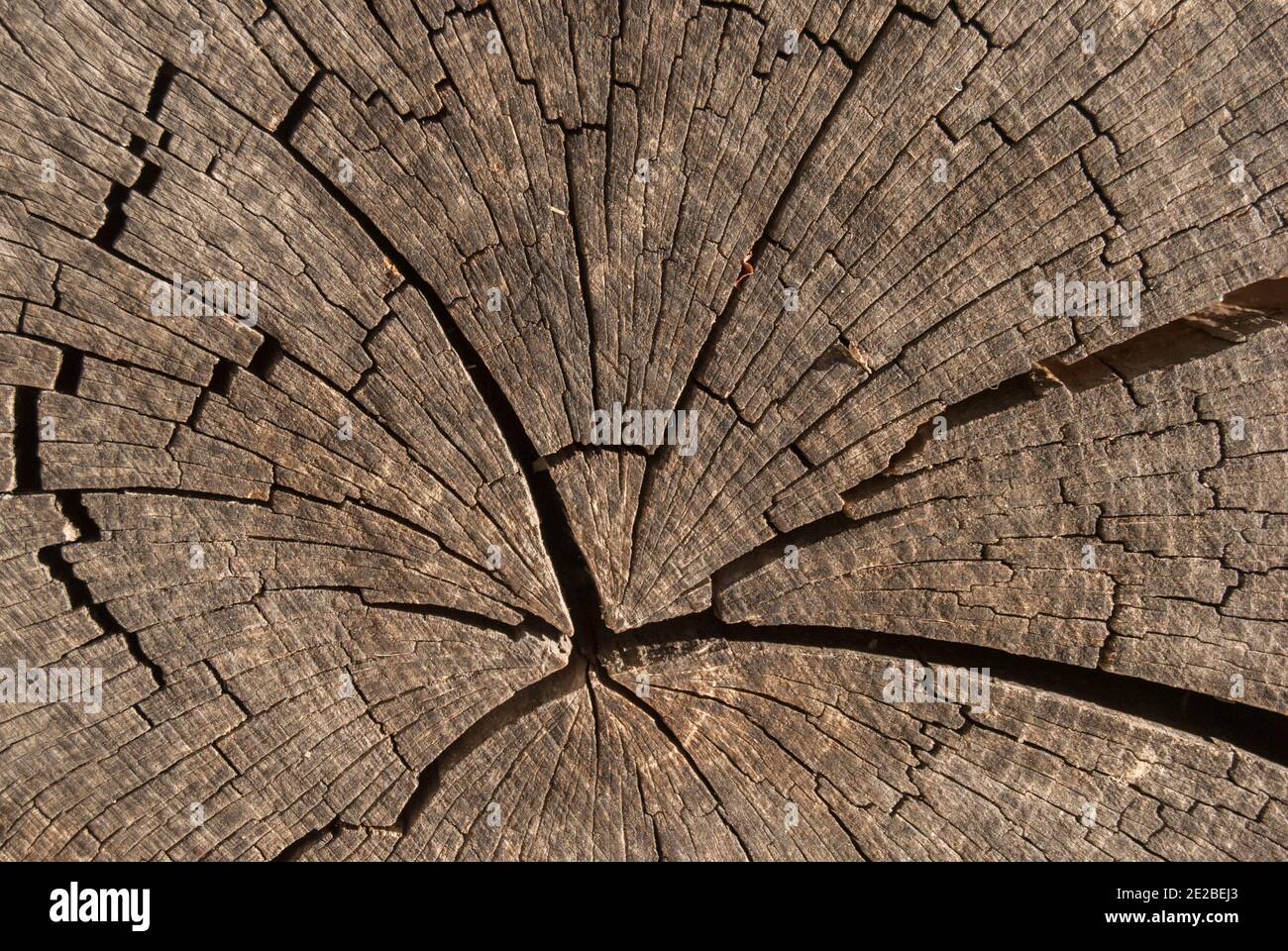 Old cut weathered tree surface closeup as wooden background Stock Photo ...