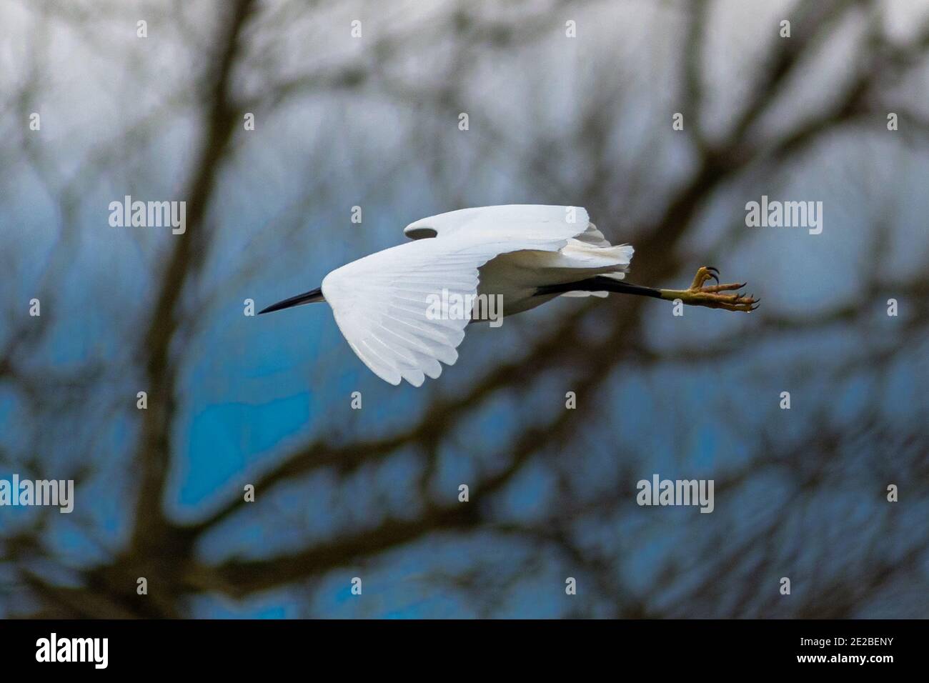 Little Egret in flight Stock Photo - Alamy