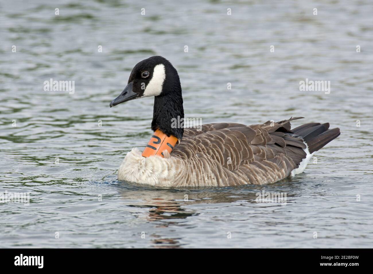 Neck ringed Canadian Goose, Branta canadensis, on the Thames river at ...