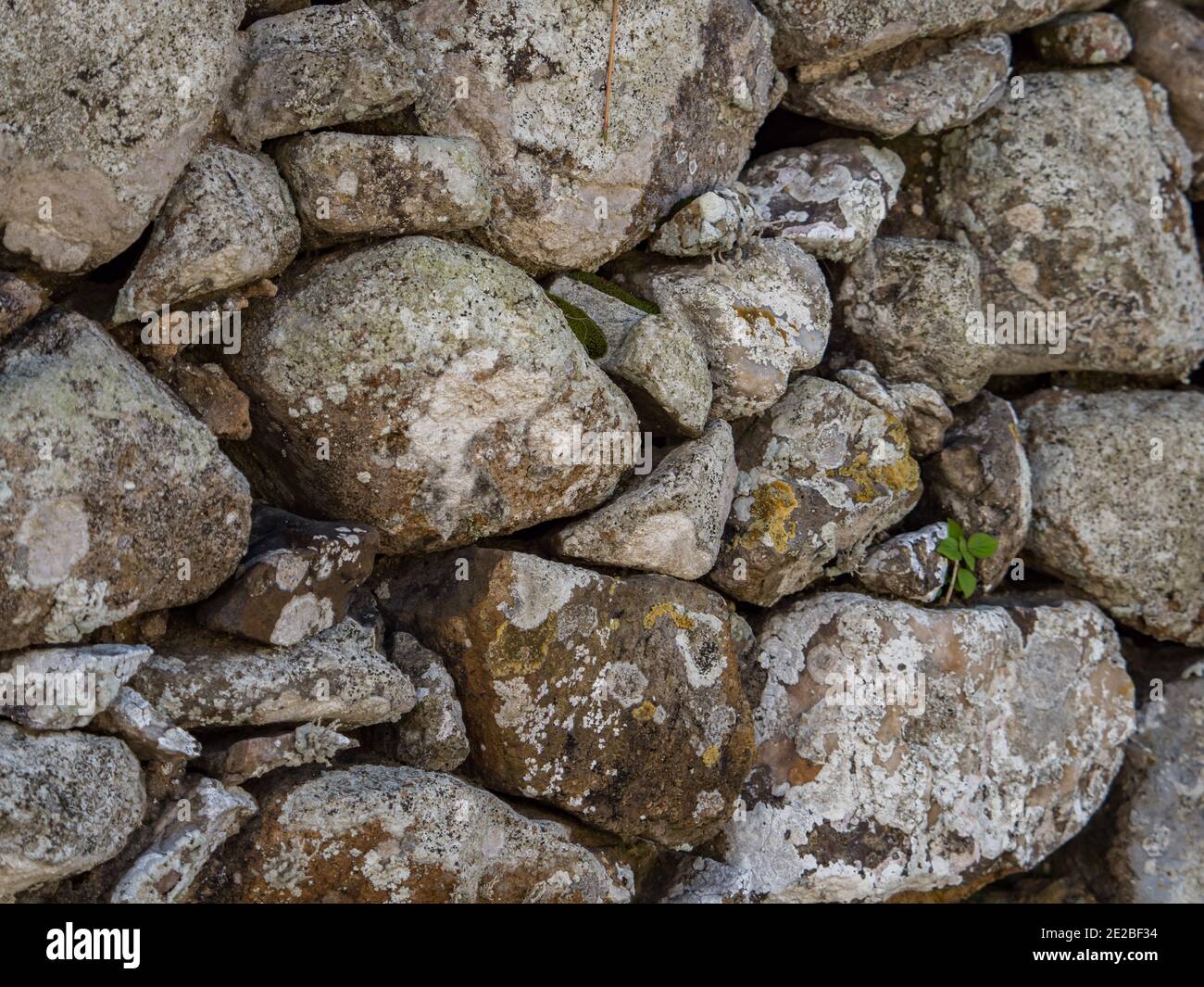 Stiff texture hi-res stock photography and images - Alamy