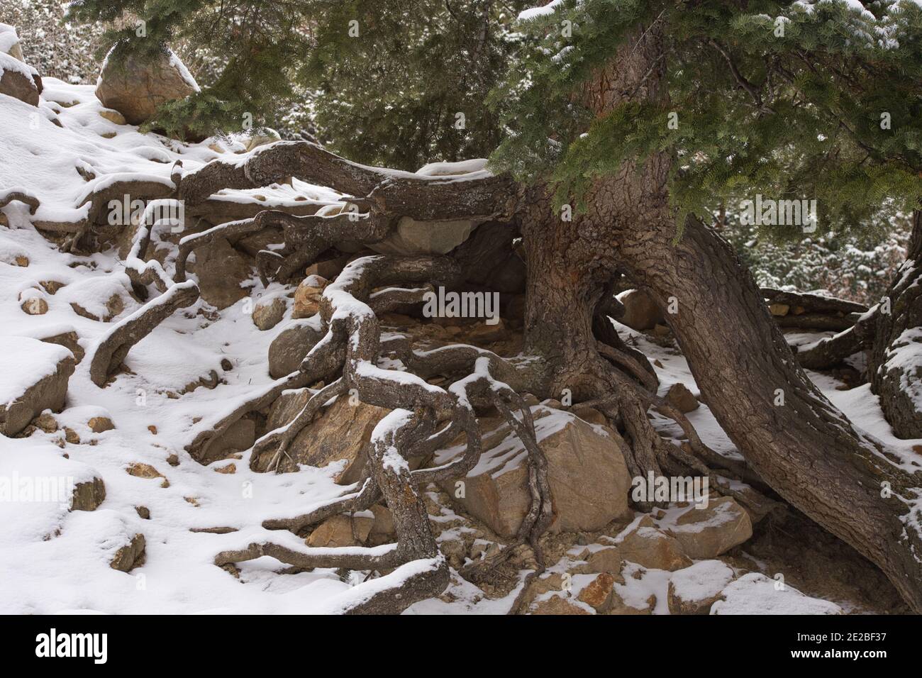 Closeup of the snowy tree roots during the winter season Stock Photo ...