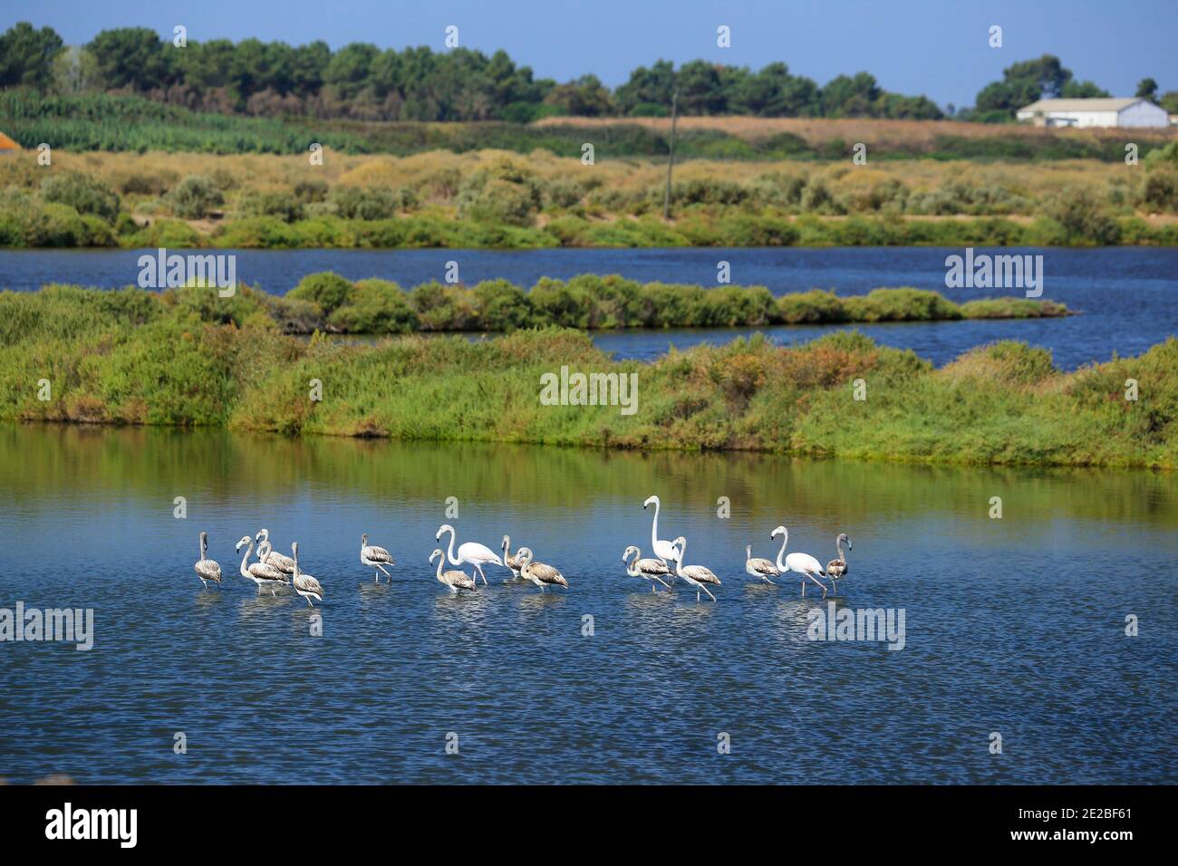 Portuguese wetlands hi-res stock photography and images - Alamy