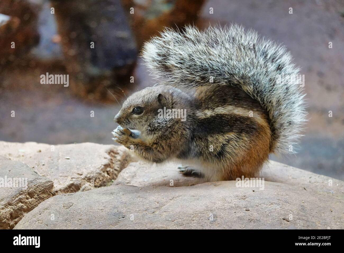 Nut eating animals hi-res stock photography and images - Alamy