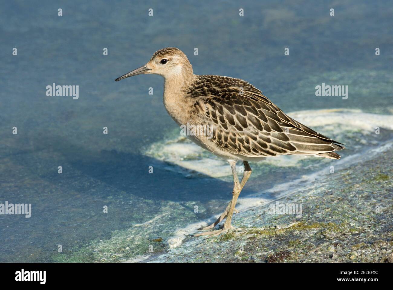Ruff bird uk hi-res stock photography and images - Alamy