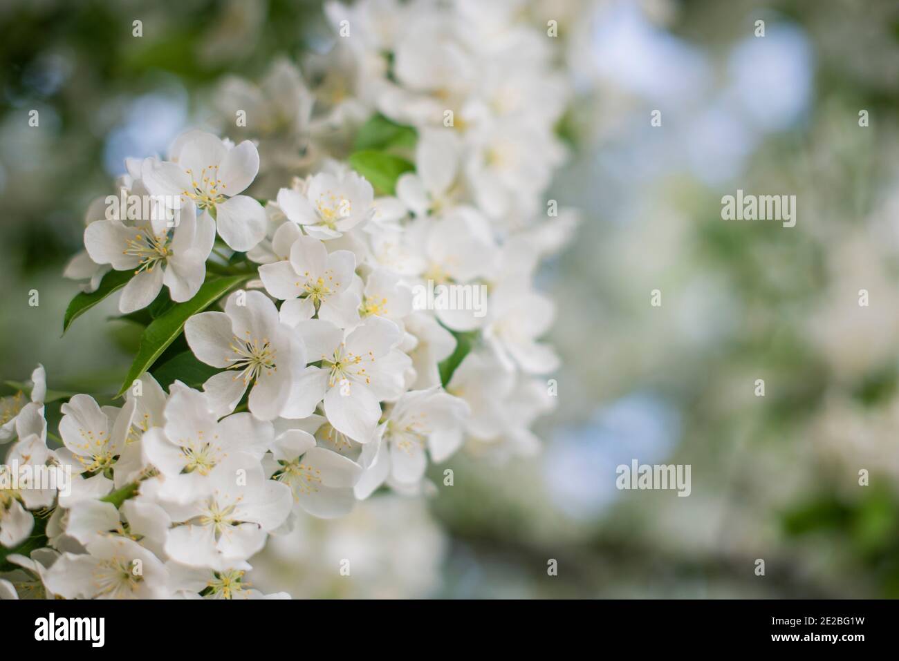 blossoming apple tree with flowers in the spring garden Stock Photo - Alamy