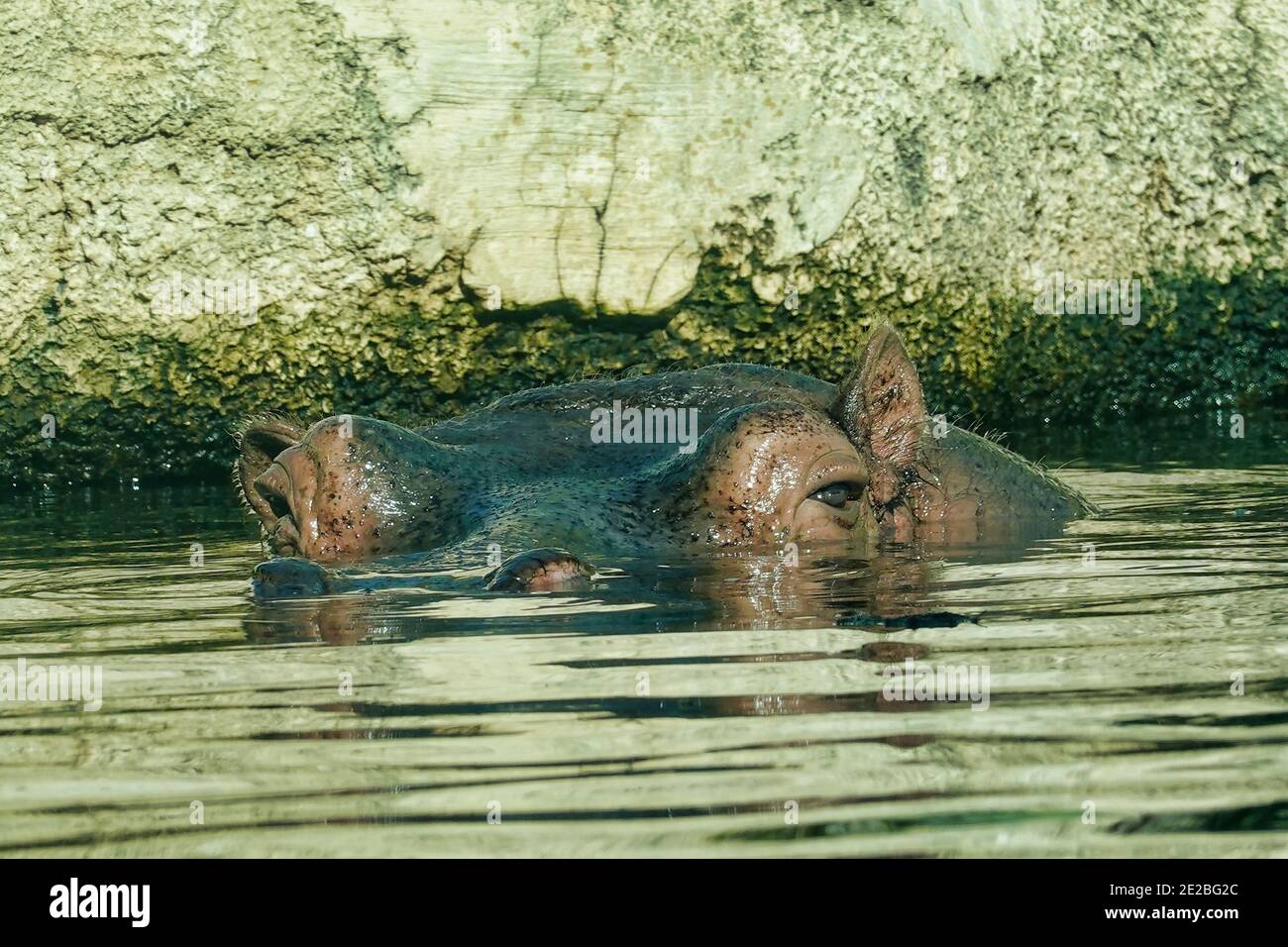 Closeup shot hippo eye hi-res stock photography and images - Alamy