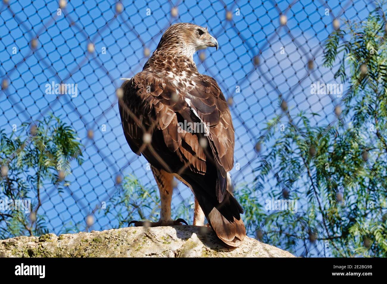 Long legged buzzard perched hi-res stock photography and images - Alamy