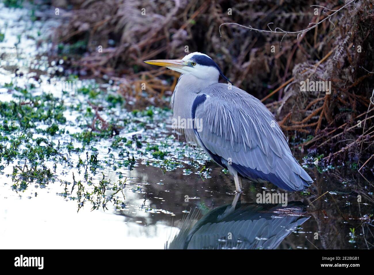 Moving birdlife hi-res stock photography and images - Alamy