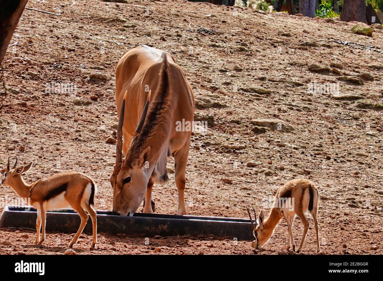 Beautiful shot of an antelope with babies on a field Stock Photo - Alamy