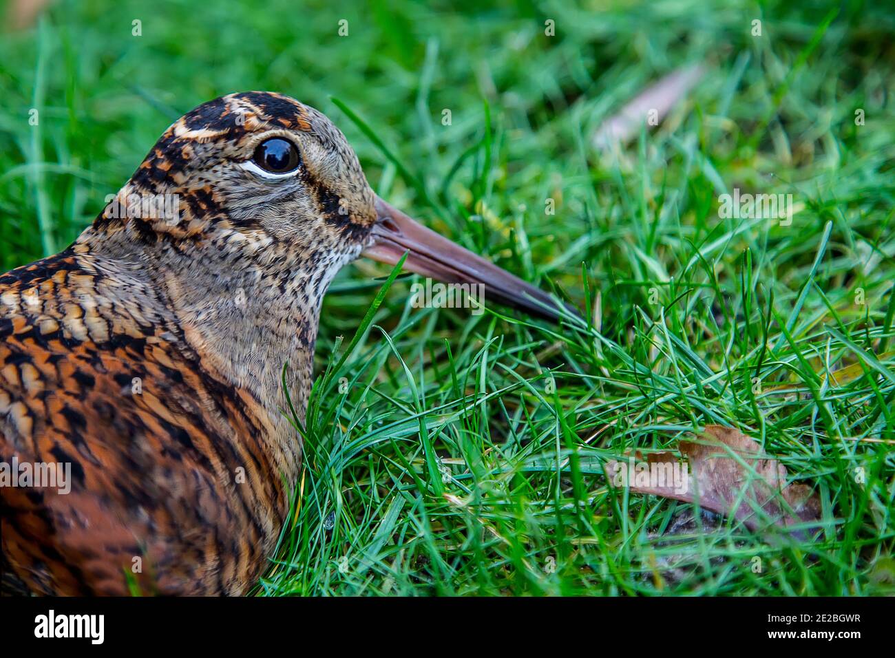 Half-length portrait of Eurasian woodcock (Scolopax rusticola) during ...