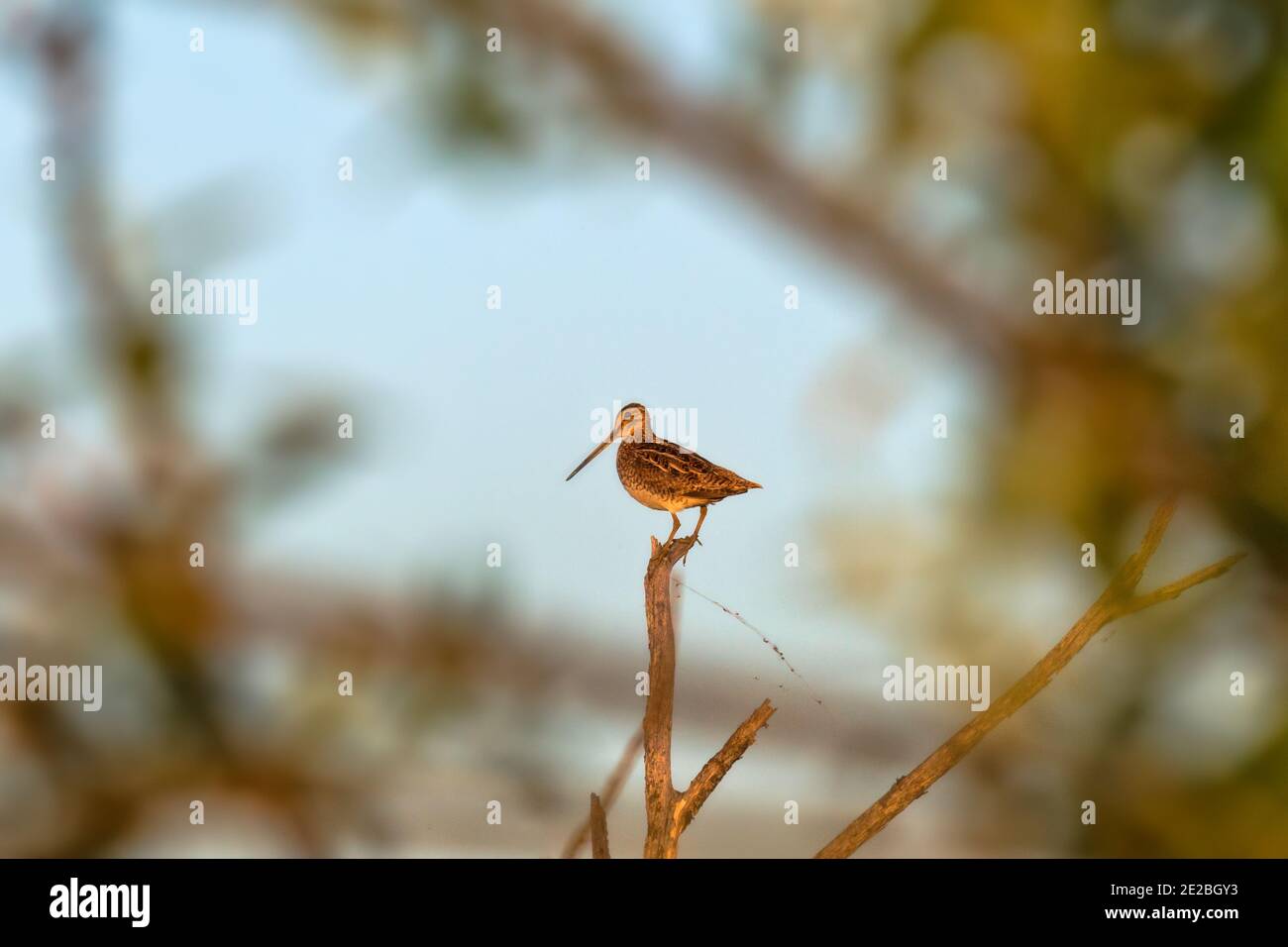 Rare spring sedge hi-res stock photography and images - Alamy