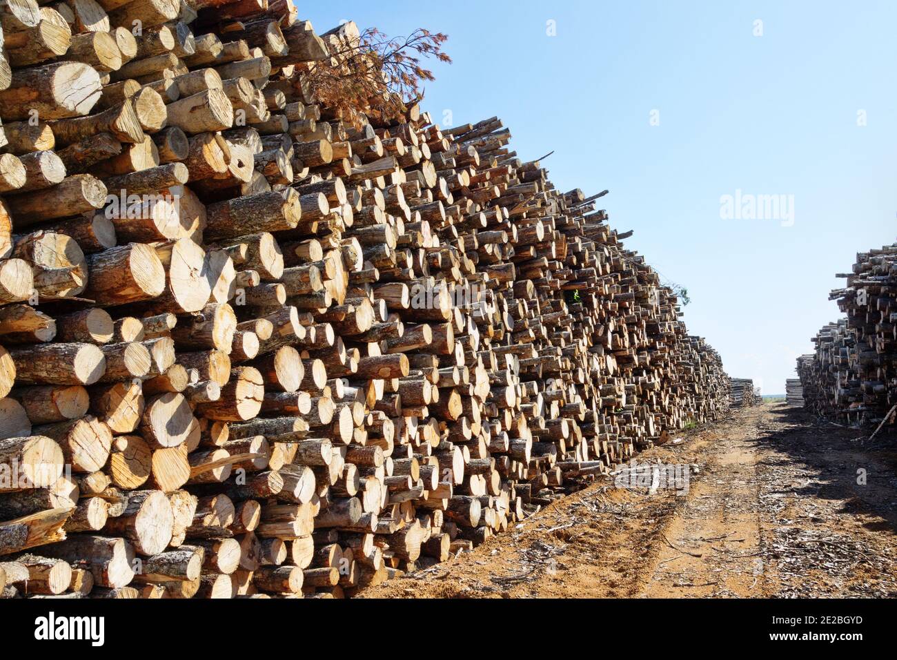 Final cutting and huge stacks of roundwood (pile of logs, pine and ...