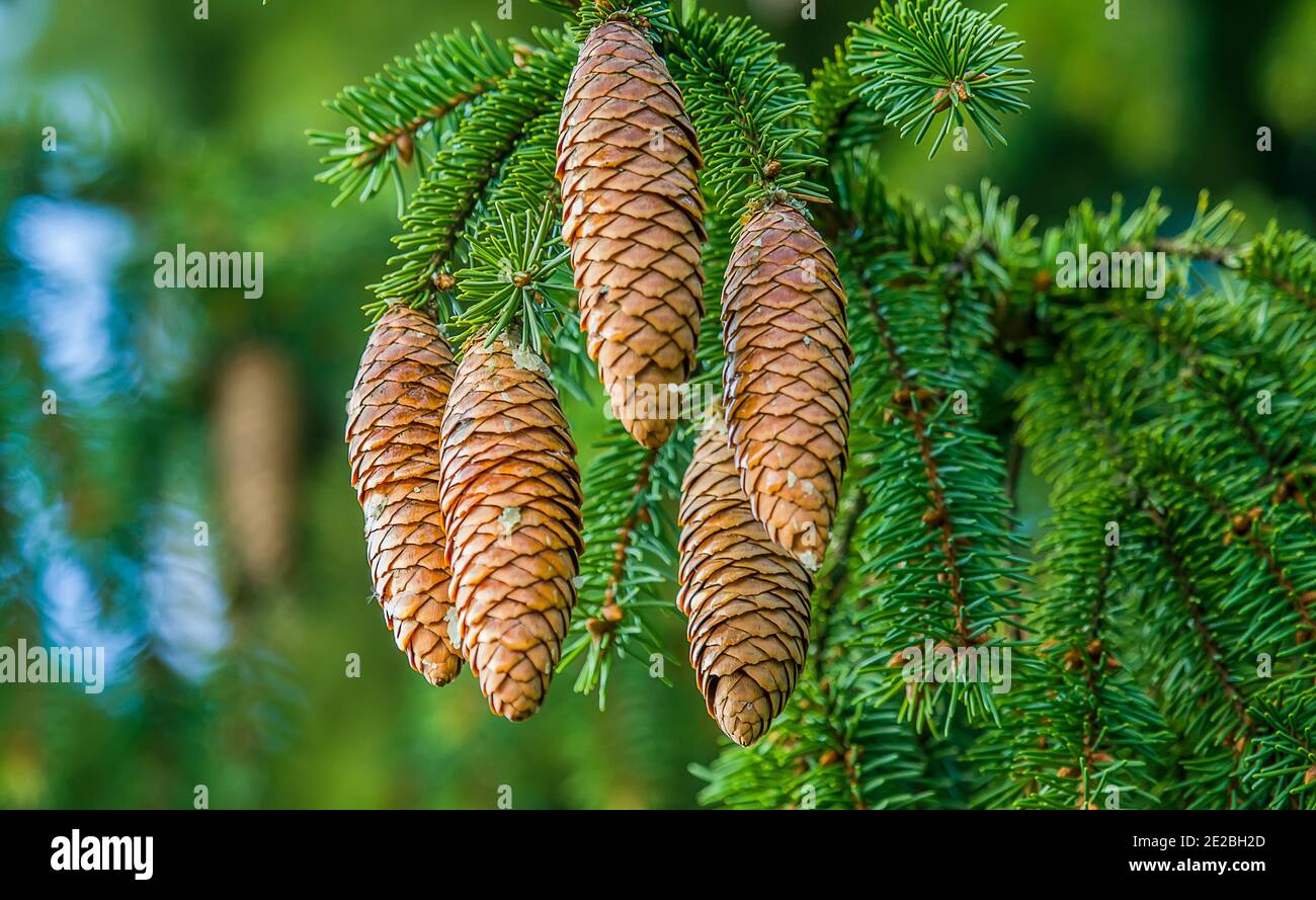Large Fir cones (European spruce, Picea excelsa) in the winter forest ...