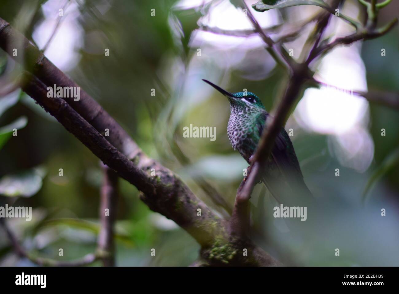 Blue and green hummingbird perched on a tree branch, Costa Rica Stock ...