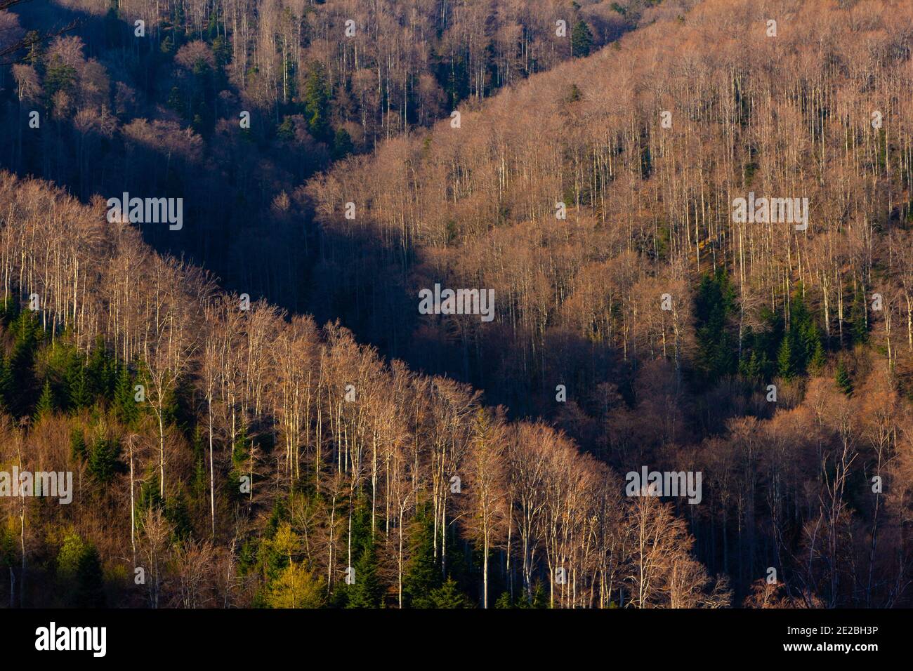 Beech tree woods in spring Stock Photo - Alamy