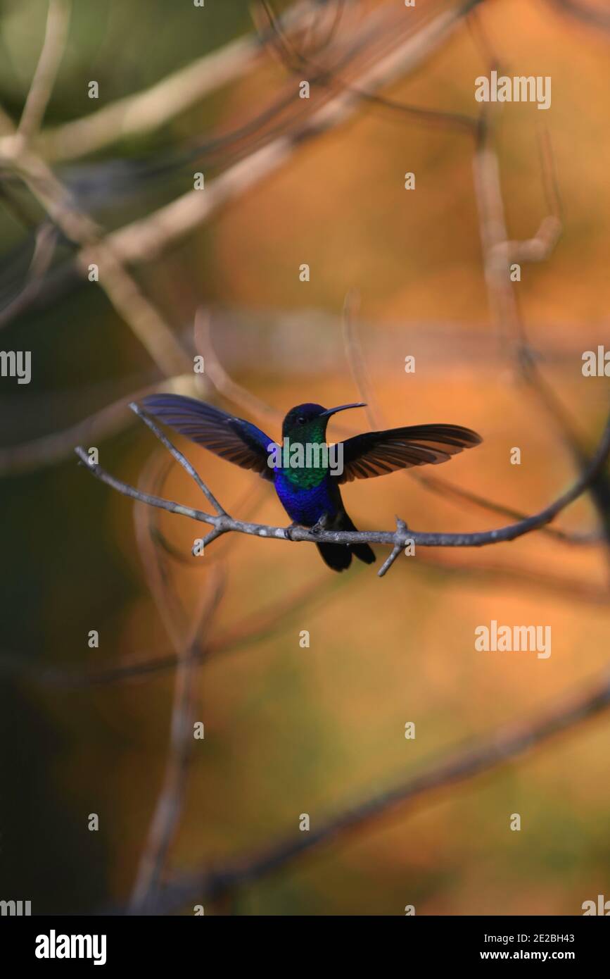 Hummingbird landing on a tree branch with open wings in Sierra Nevada ...
