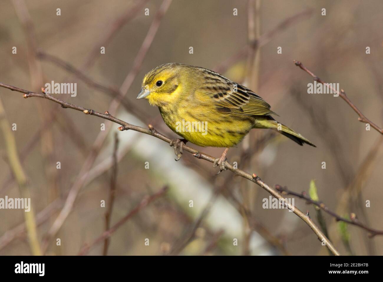 Yellowhammer female hi-res stock photography and images - Alamy