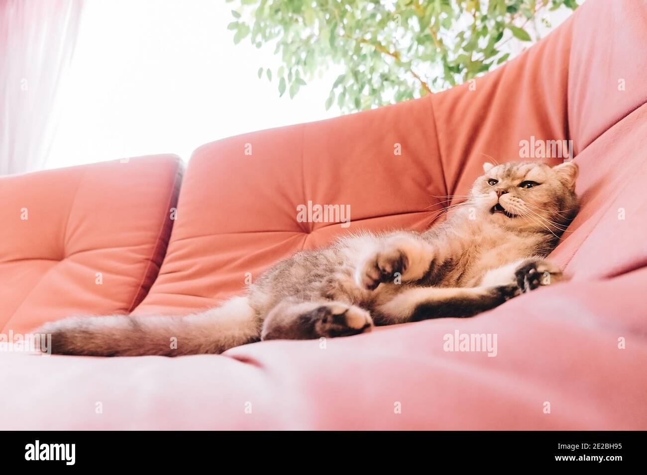 sunny morning, fluffy cat lies in the room on a pink soft sofa and ...