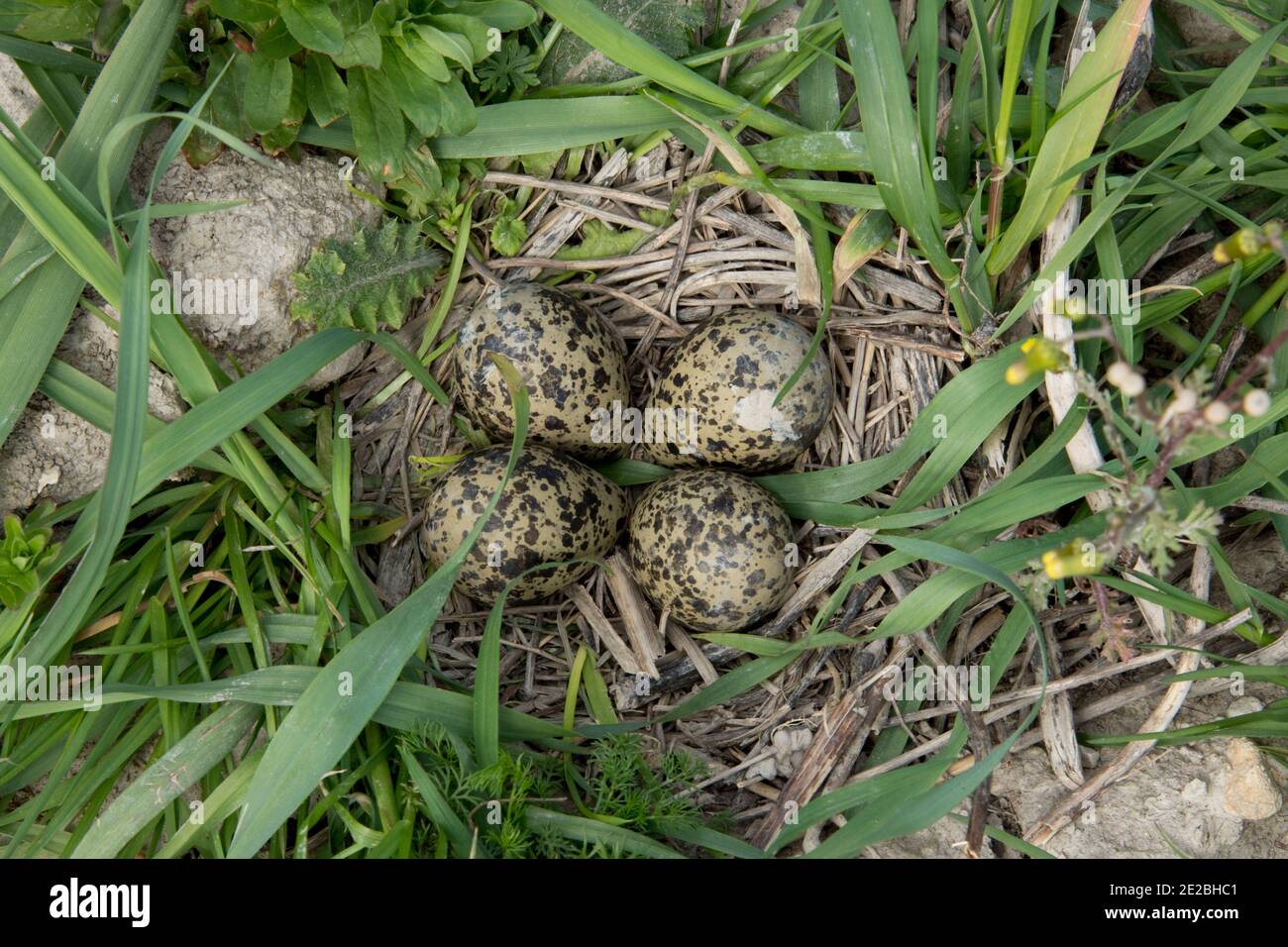 Lapwing uk nest hi-res stock photography and images - Alamy