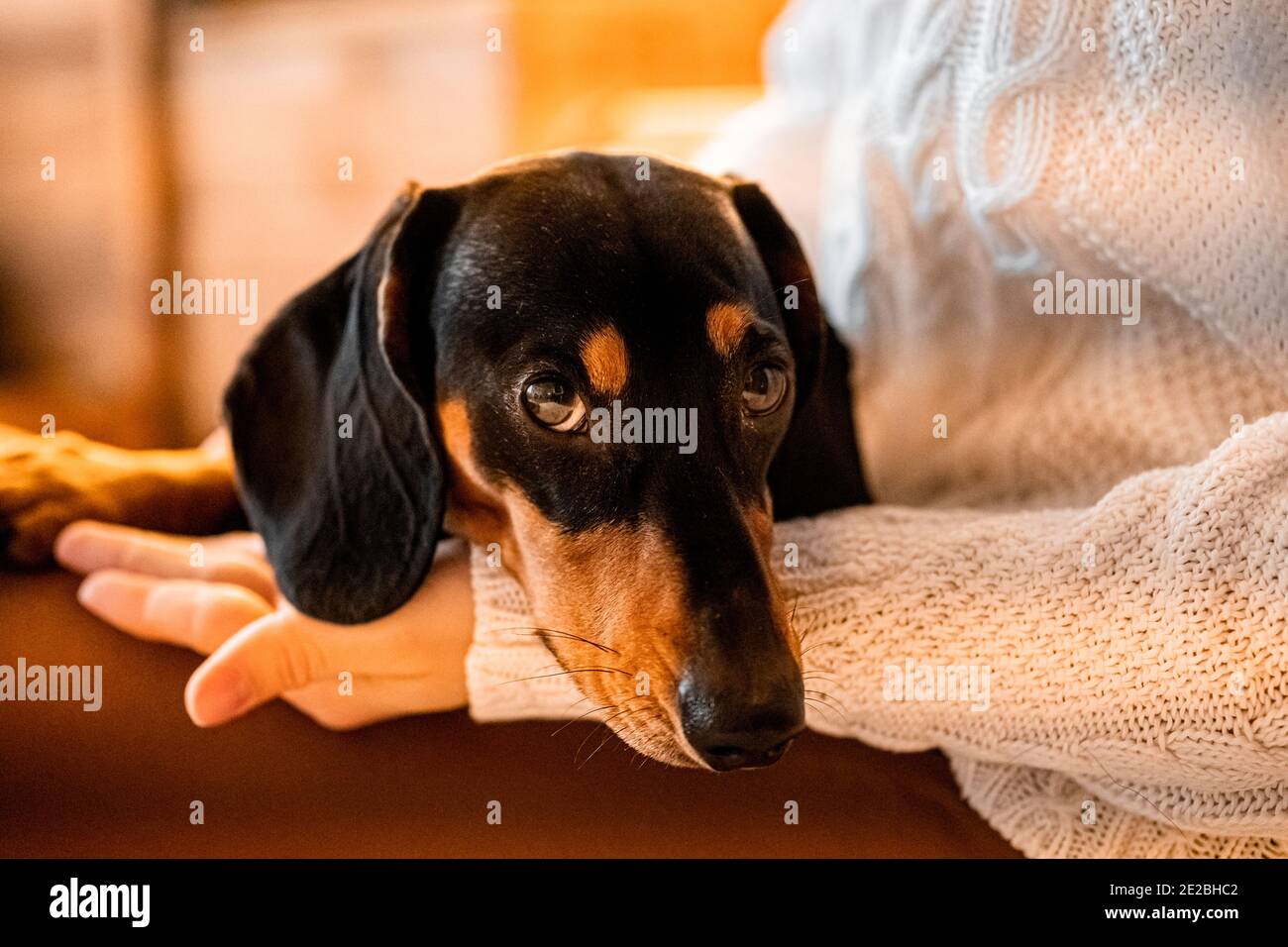 Pet girl hi-res stock photography and images - Alamy