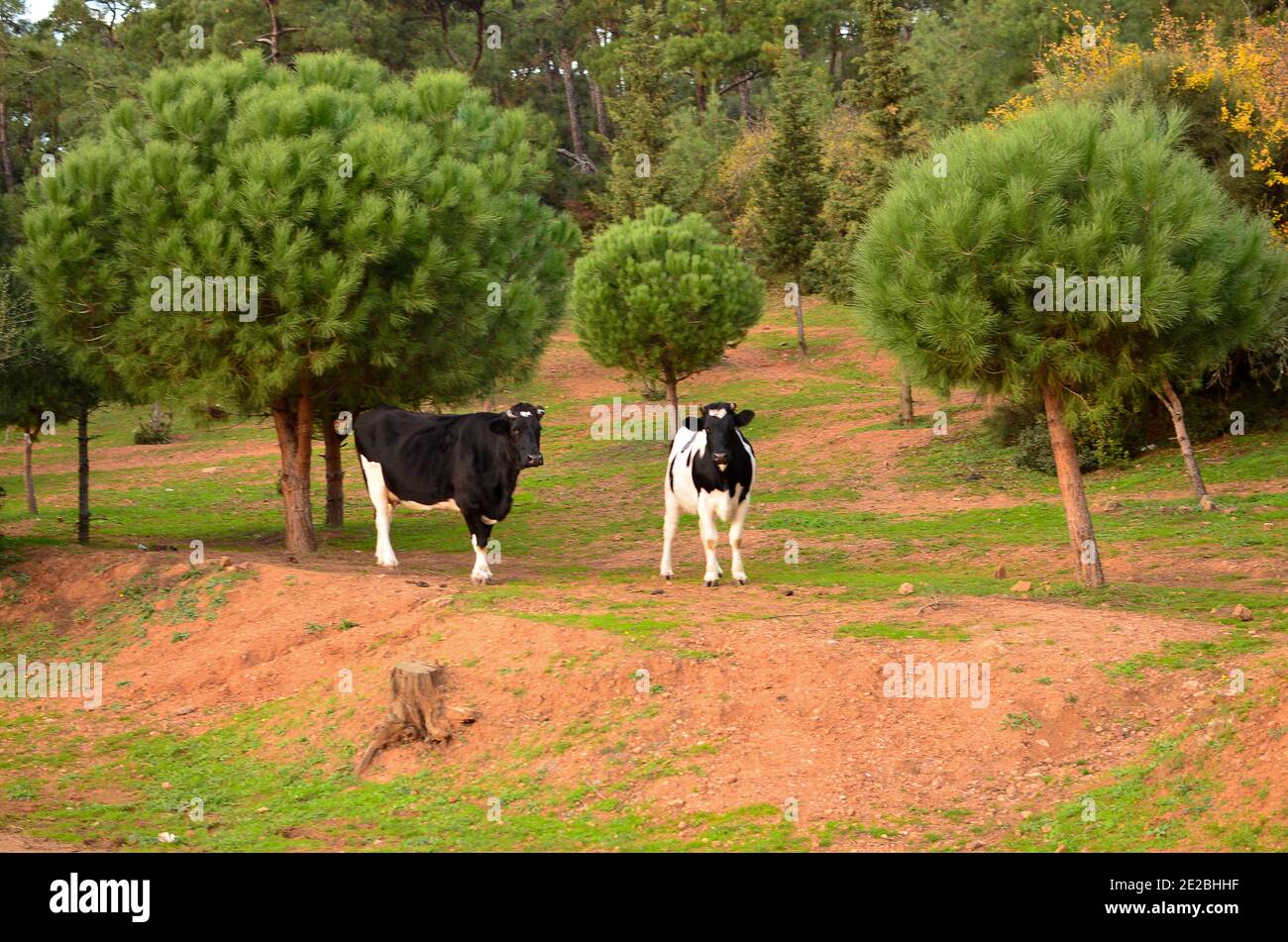 Farm turkey graze hi-res stock photography and images - Alamy