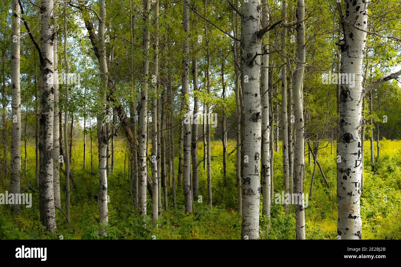 Birch and oak woods hi-res stock photography and images - Alamy