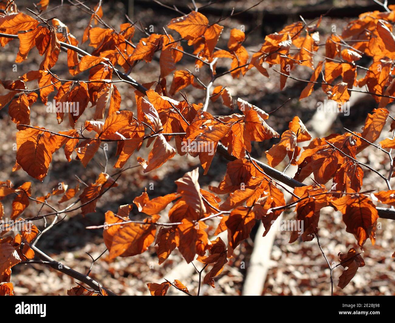 Common beech tree spring hi-res stock photography and images - Alamy