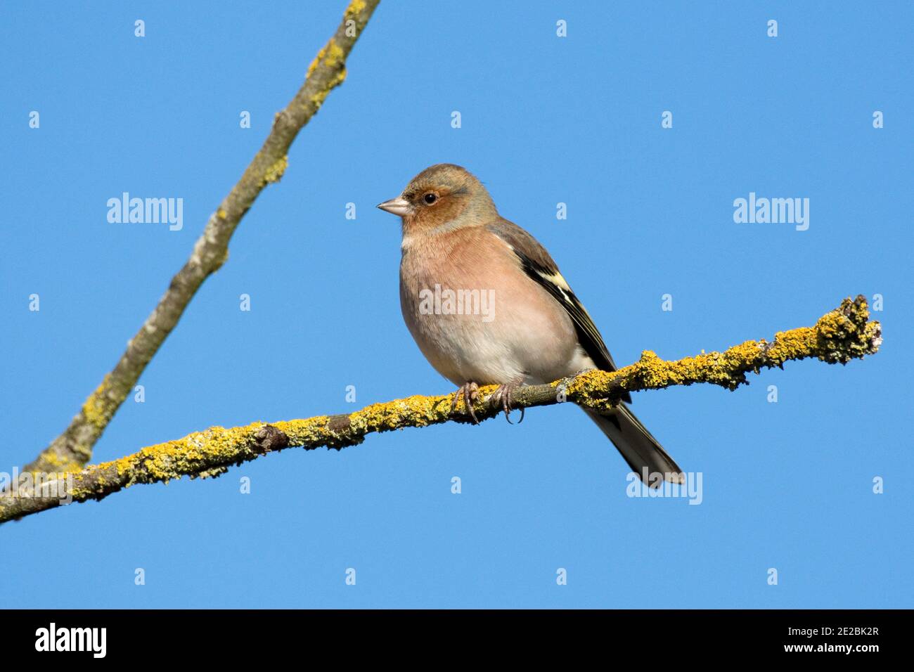 Pearched bird hi-res stock photography and images - Alamy