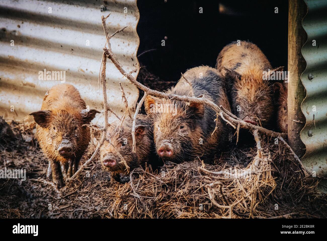 Four piglets hi-res stock photography and images - Alamy