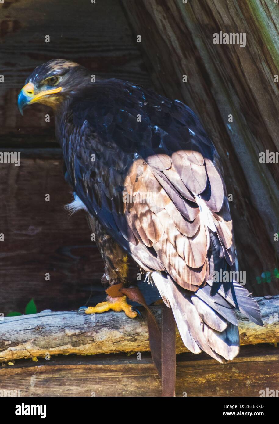 eagle detail shot Stock Photo - Alamy