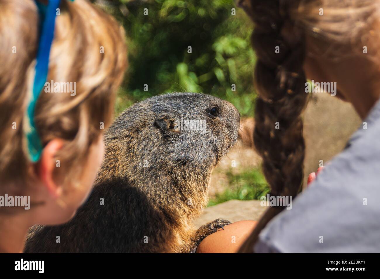 Marmot animal with food in a zoo wildlife Stock Photo - Alamy