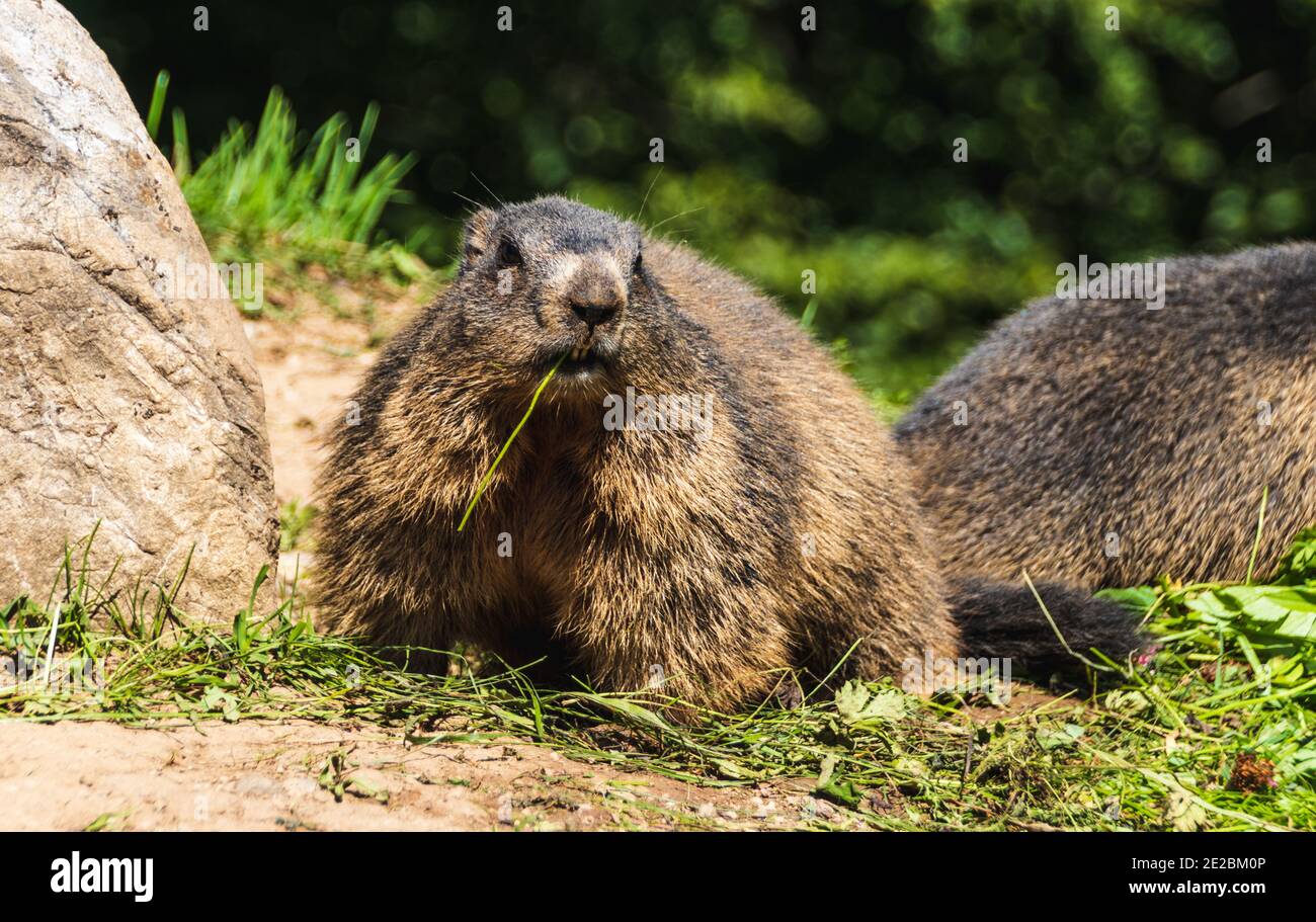 Marmot Animal