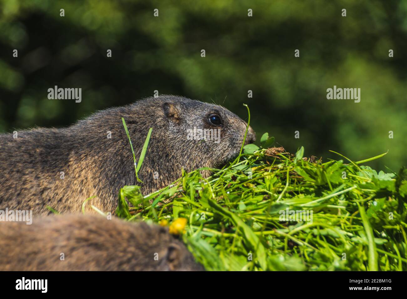 Marmot animal with food in a zoo wildlife Stock Photo - Alamy