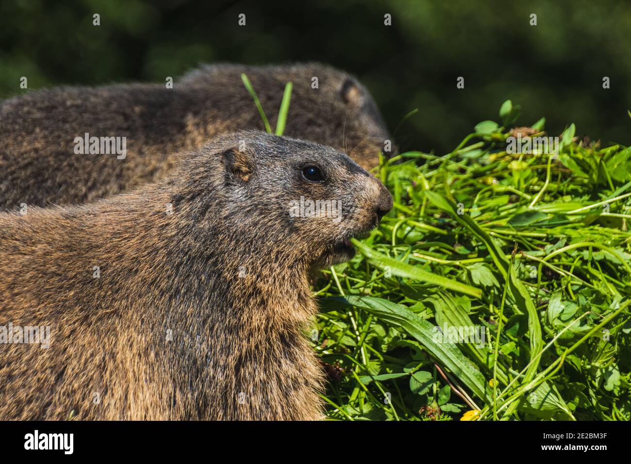 Marmot animal with food in a zoo wildlife Stock Photo - Alamy