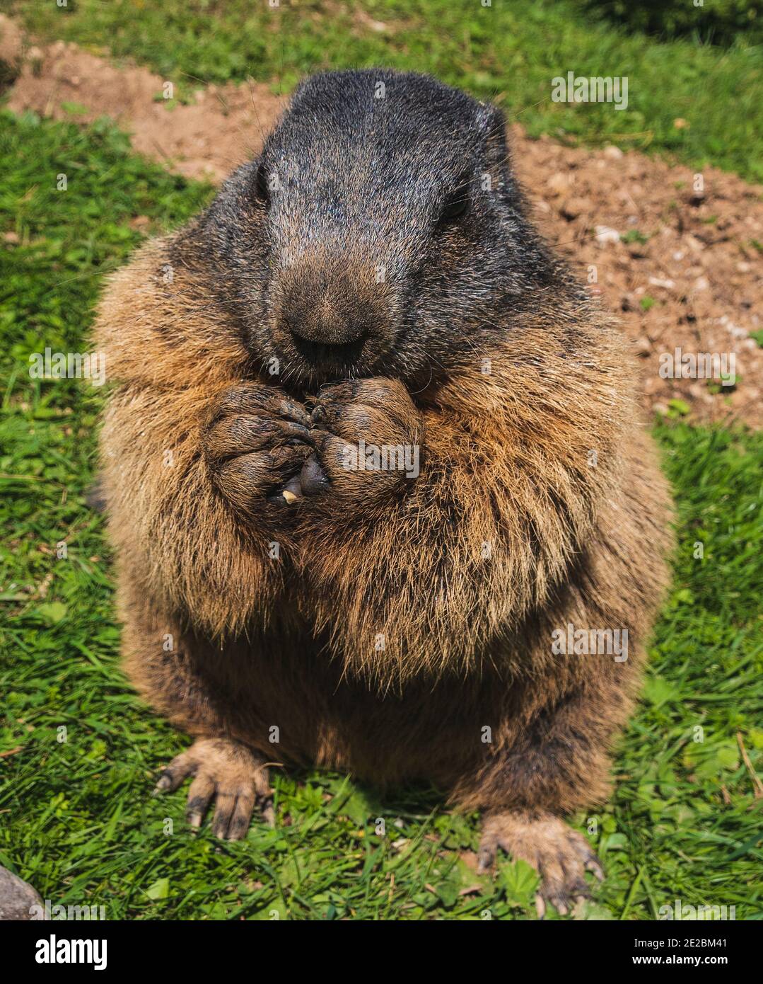 Marmot animal with food in a zoo wildlife Stock Photo - Alamy