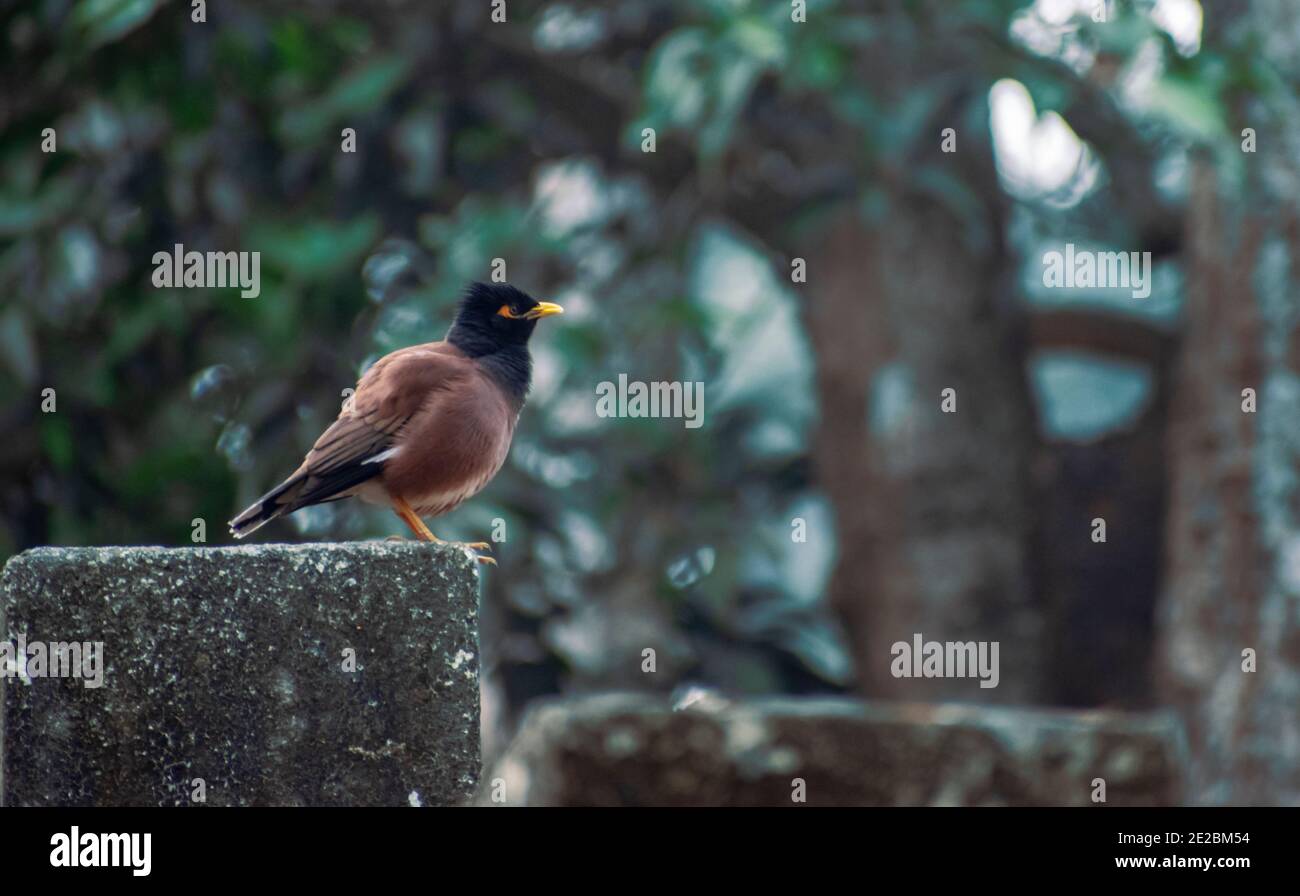 Mynah birds hi-res stock photography and images - Alamy
