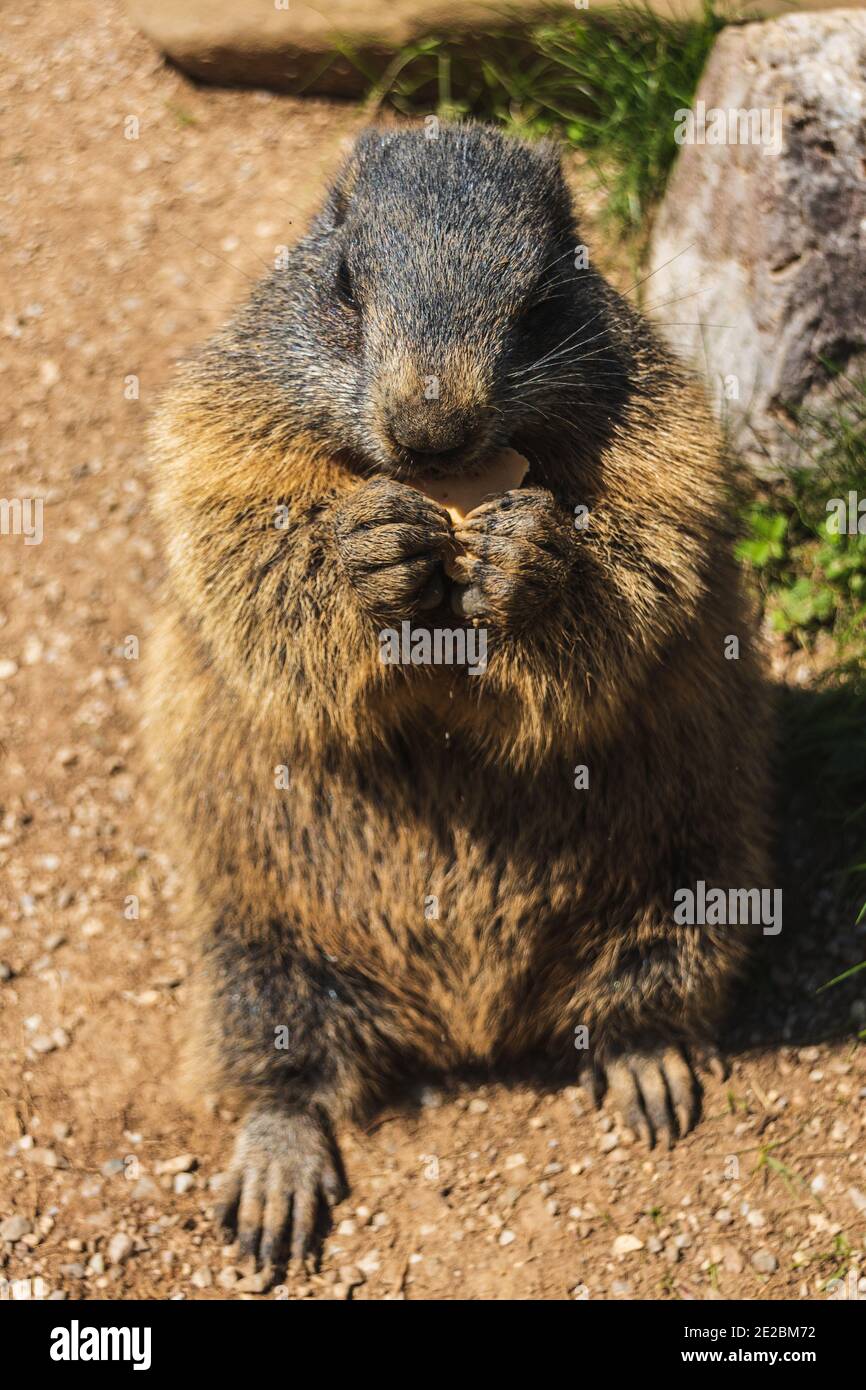 Marmot Animal