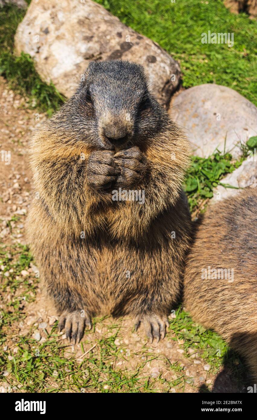 Marmot animal with food in a zoo wildlife Stock Photo - Alamy