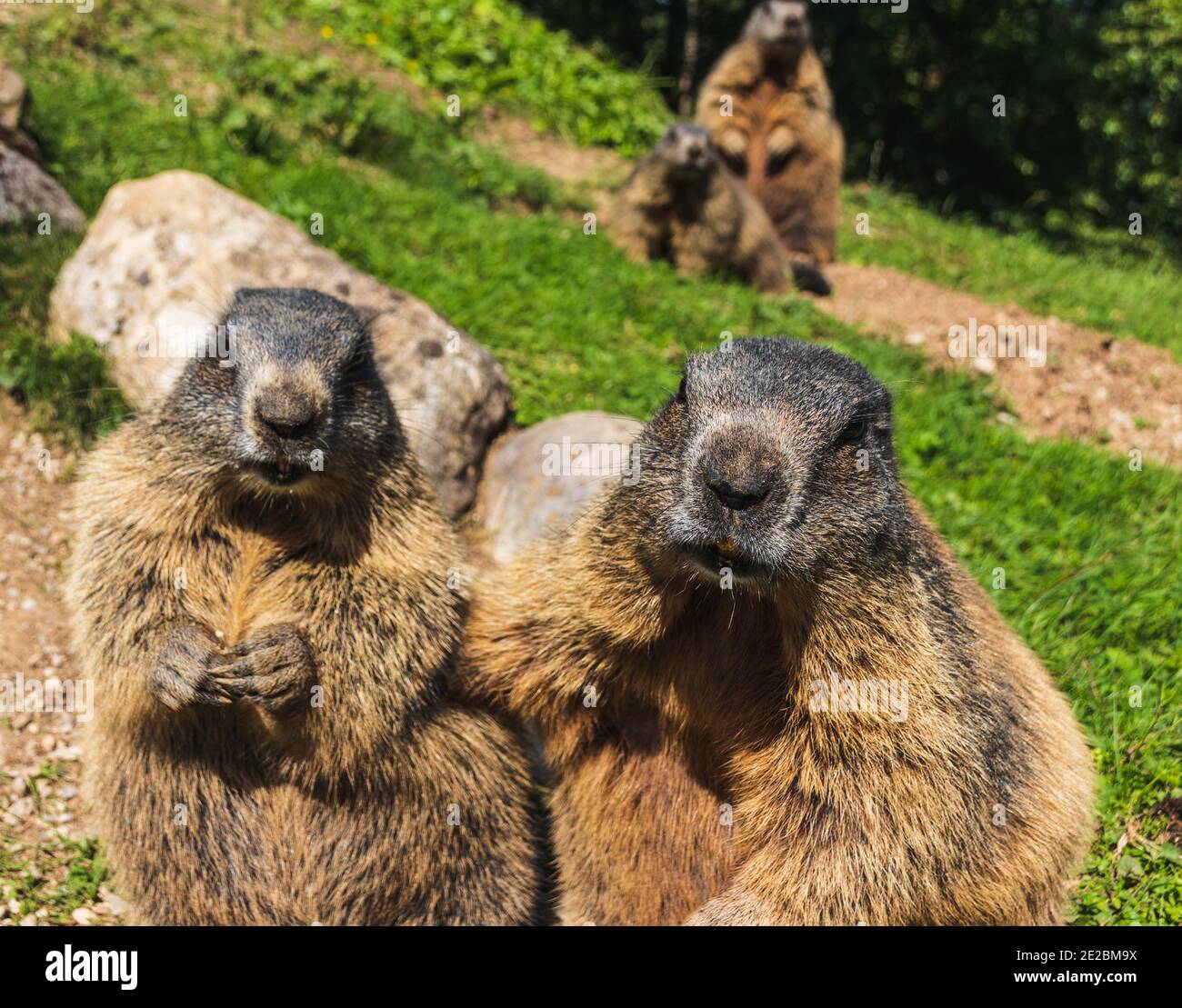 Marmot animal with food in a zoo wildlife Stock Photo - Alamy
