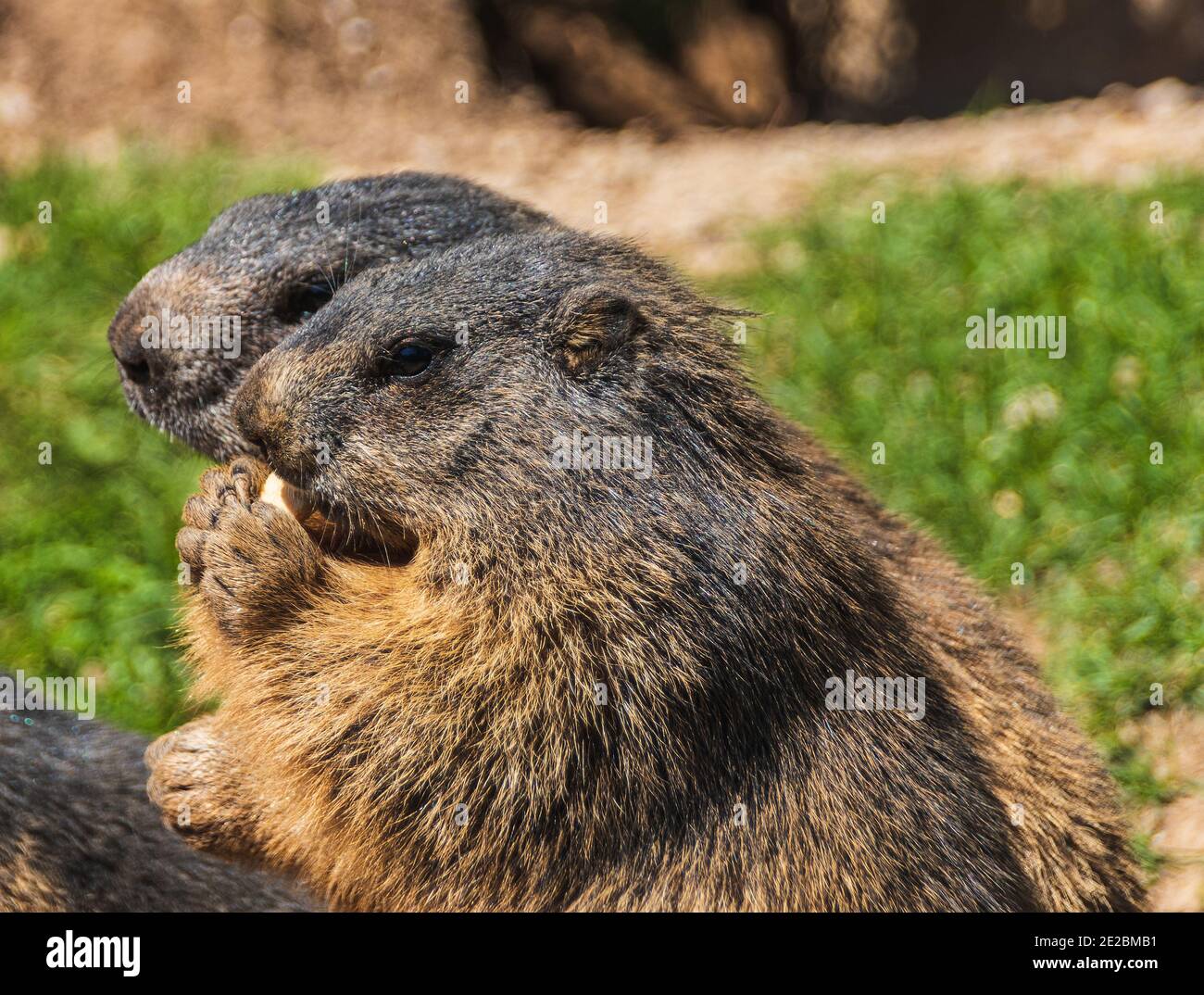 Marmot animal with food in a zoo wildlife Stock Photo - Alamy