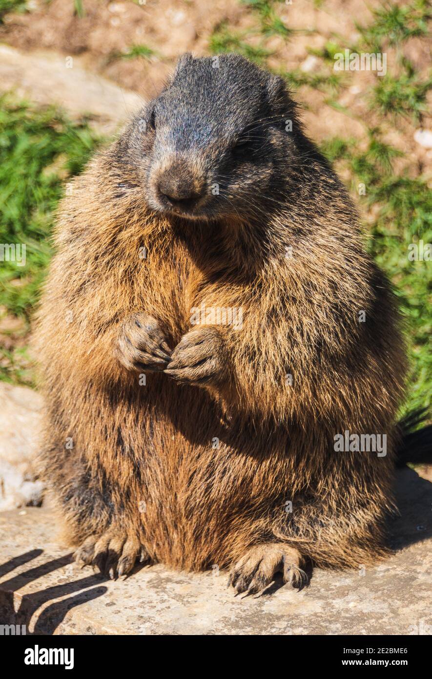 Marmot animal with food in a zoo wildlife Stock Photo - Alamy